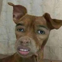 Dog Pfp Pfp And S Pfpfinder