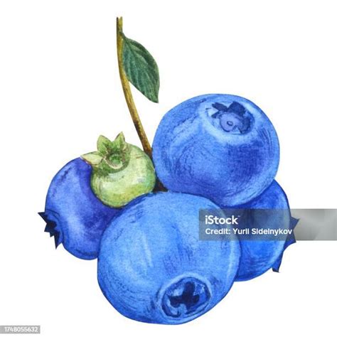 녹색 잎과 진한 파란색 열매가있는 나뭇 가지에 블루 베리 흰색 배경에 분리된 수채화 그림 비건 자연 농산물 디자인을 위한 클립