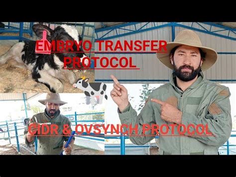 Vet Aamir Rasheed On Linkedin Ovsynch And Estrus Synchronization For Embryo Transfer Ovsynch