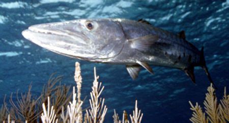 Ocean Nekton