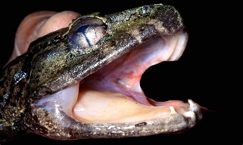 New Fanged Fighting Frog Species Has Been Hiding In Plain Sight