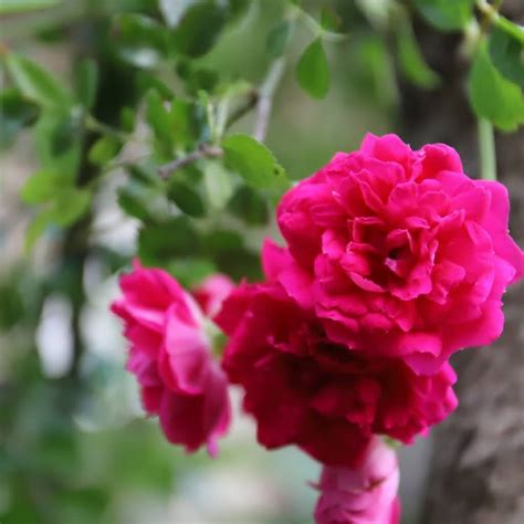 Toshirou Nishikata にしやん Youtube