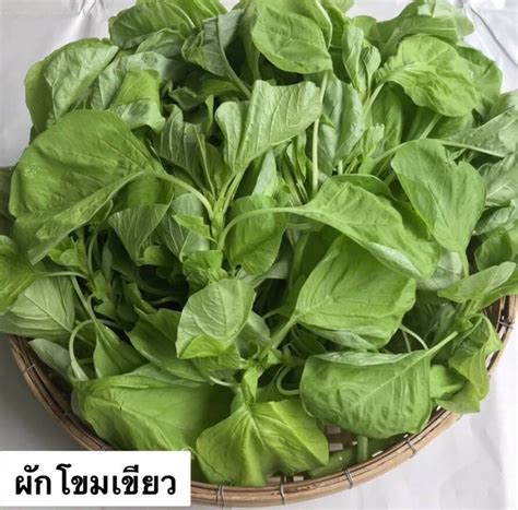 Thailändsk Amarant Amaranth Ca 100 Frön Köp På Tradera 712636770