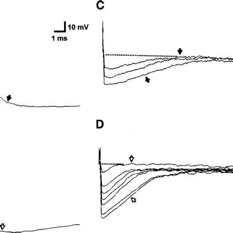 Alterations In Action Potential Waveform And Amplitude Of Ah Of