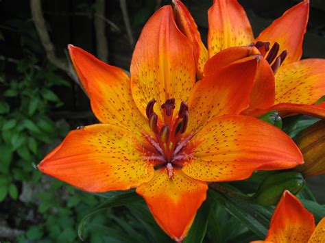 Fire Lilies Lilium Bulbiferum Flower Glossary