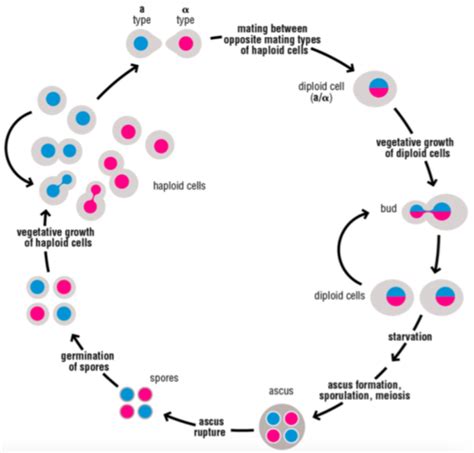 9 7 Combinatorial Regulation Of Eukaryotic Transcription Flashcards