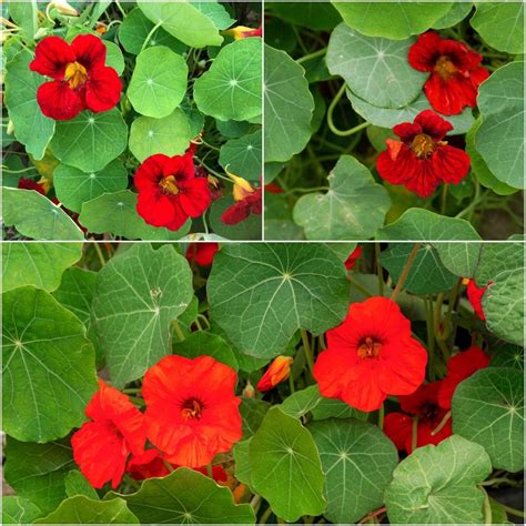 Buy Nasturtium Empress Of India Seeds Online Happy Valley Seeds