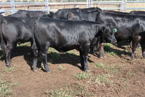 Lot 642 20 Unweaned Heifers Auctionsplus