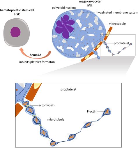 Megakaryocyte Platelet