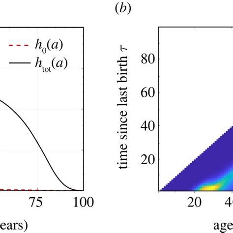 The Asymptotic Population Distribution Associated With The Birth And
