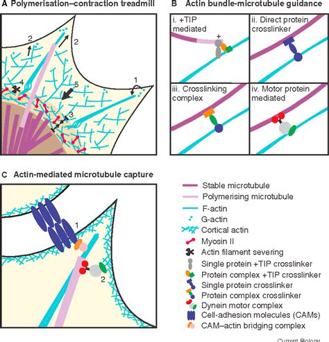 Figure 1 From Coordinating Neuronal Actin Microtubule Dynamics Semantic Scholar