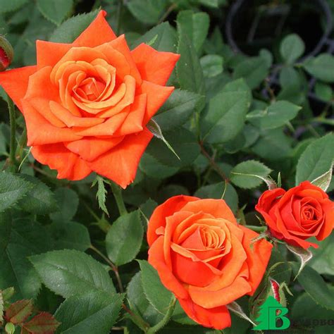 Роза "Миниатюр Оранж" (Rosa Miniature Orange) - Розы почвопокровные ...