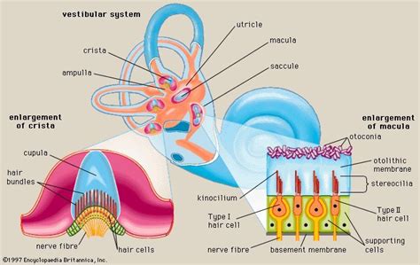 Otolithic Membrane
