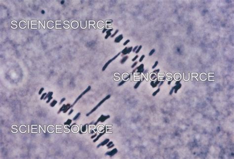Cell Mitosis Telophase Stage Light M Stock Image Science Source Images