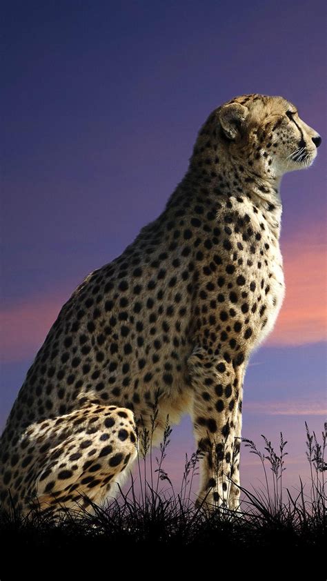Cheetah Wallpapers Top Free Cheetah Backgrounds Wallpaperaccess