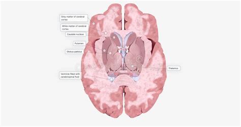 The Brain Transverse Axial Cross Section Stock Image Image Of Decisions Biology 272791985