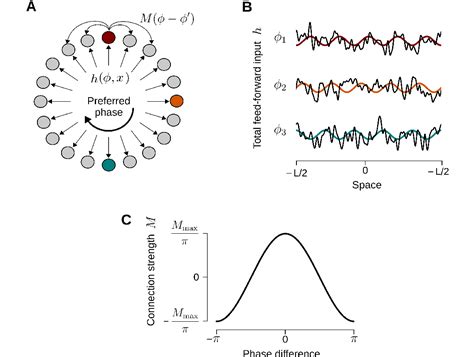 Figure 21 From Models Of Spatial Representation In The Medial