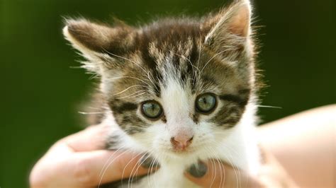 Who Says You Can't Train A Cat? A Book Of Tips For Feline-Human Harmony ...