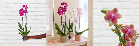 Moth Orchid Care Instructions Make Your Plant Live Happy Longer