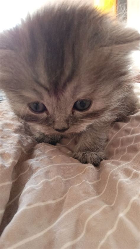 Серий котёнок💯💋 Серый котенок Котенок Милые котики