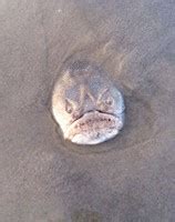 Northern Stargazer Astroscopus Guttatus Delaware Surf