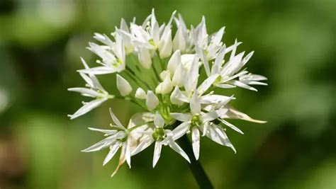 Uk Native Spring Bulbs Grow Wild Kew