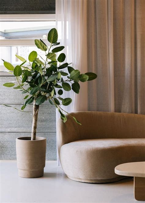 Best Sellers Ficus Indoor Trees Single Stem Clear Trunk Tree Form