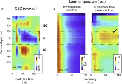 Current Source Density Csd And Spectral Profile Of Lfp Magnitude As A
