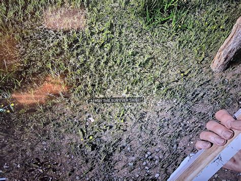 Do I Haveto Collect Chirper 7 Of The Open World R Atomicheart