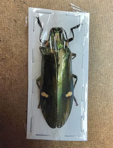 Megaloxantha Bicolor Ohtanii Bioquipbugs Megaloxantha Bicolor Ohtanii Bioquipbugs