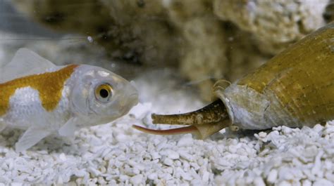 Breakthrough The Killer Snail Chemist New York Wild Film Festival