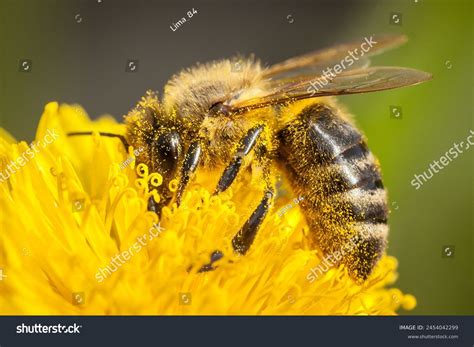 Стоковая фотография 2454042299 Honey Bee Apis Mellifera Silhouette Bee