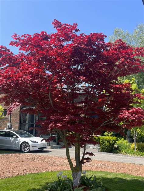 Sunday Trees Red Japanese Maples Mama Cormier