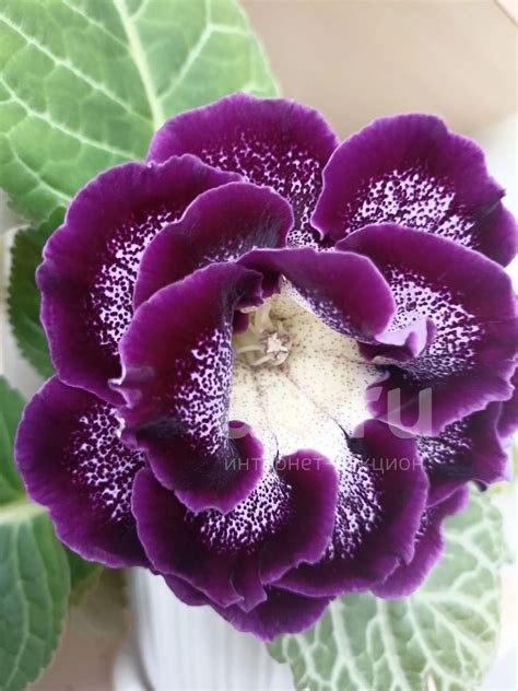 Растение — купить в Красноярске Горшечные растения и комнатные цветы на интернет аукционе