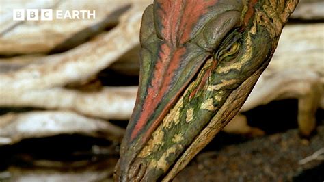 Placerias Vs Celophysis Battle For Triassic Survival Walking With