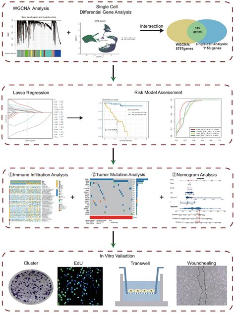 Single Cell Sequencing Analysis Constructed The N7 Methylguanosine M7g Related Prognostic