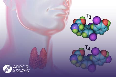 Thyroxine T4 Everything You Need To Know