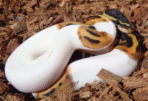 Half Albino Python Snake