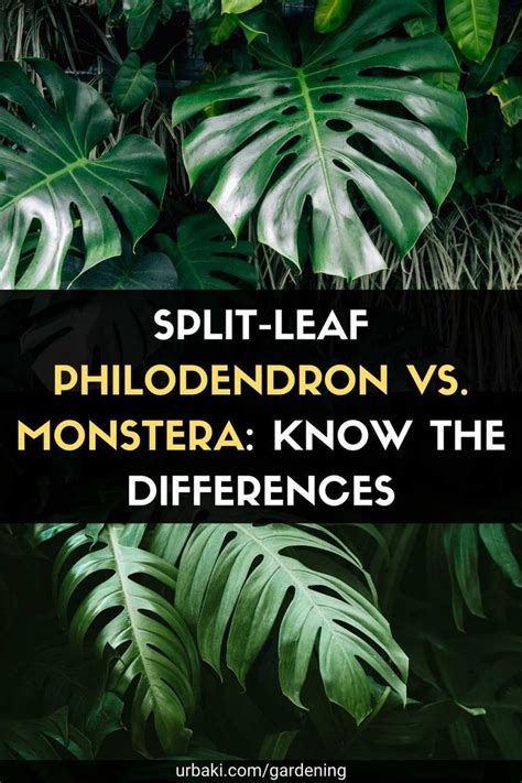 Split Leaf Philodendron Vs Monstera Know The Differences