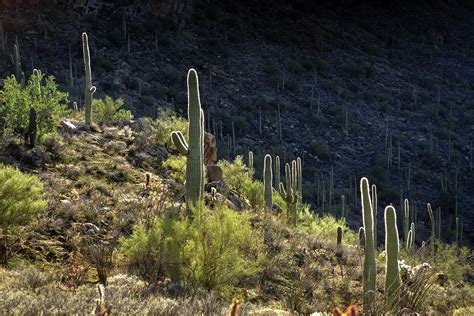 Saguaro Cacti With Rim Lighting Photograph By Sally Weigand Pixels