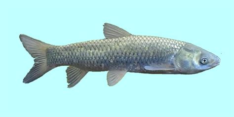 All Fishing Buy All About Grass Carp White Amur Identification Fish