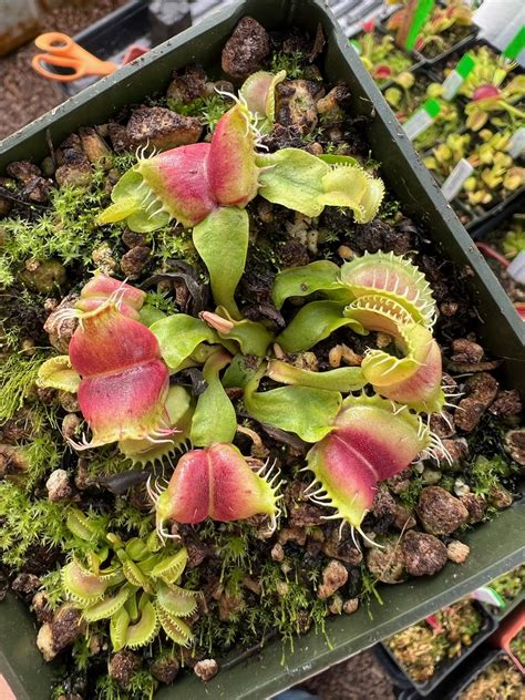 Dionaea Muscipula New 2023 Gj Umgekrempelt Small Carnivorous Plant