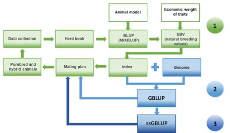 breeding value estimation grmanagement gmbh