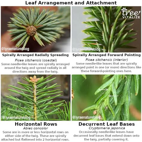 18 Different Types Of Spruce Trees Their Identifying Features