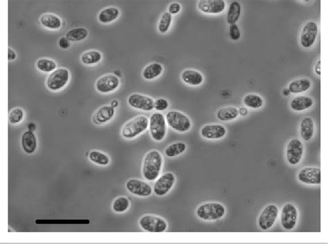 Rhodotorula Microscope