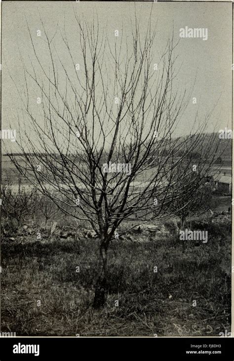1914 Report Detailing Agricultural Research Crop Experiments And