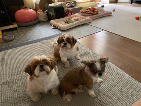 응가 먹는 시츄남매 어떻게 좋아졌냐고요 한국일보