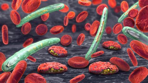 Ivermectin Reduces Malaria Transmission In Trial