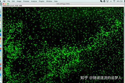 如何用image j做免疫荧光细胞计数分析 mac版本） 知乎