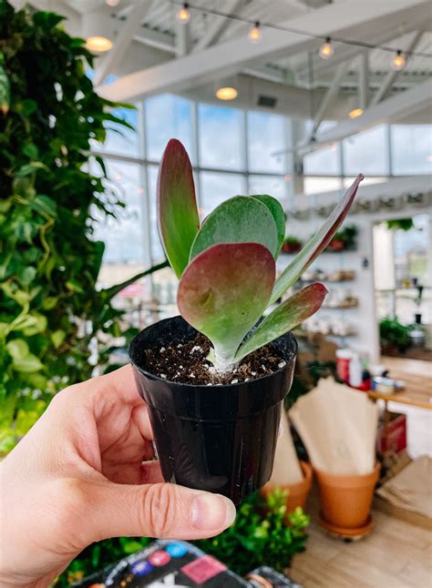 Succulent Flapjacks 25 Botaniful Succulent Flapjacks 25 Botaniful